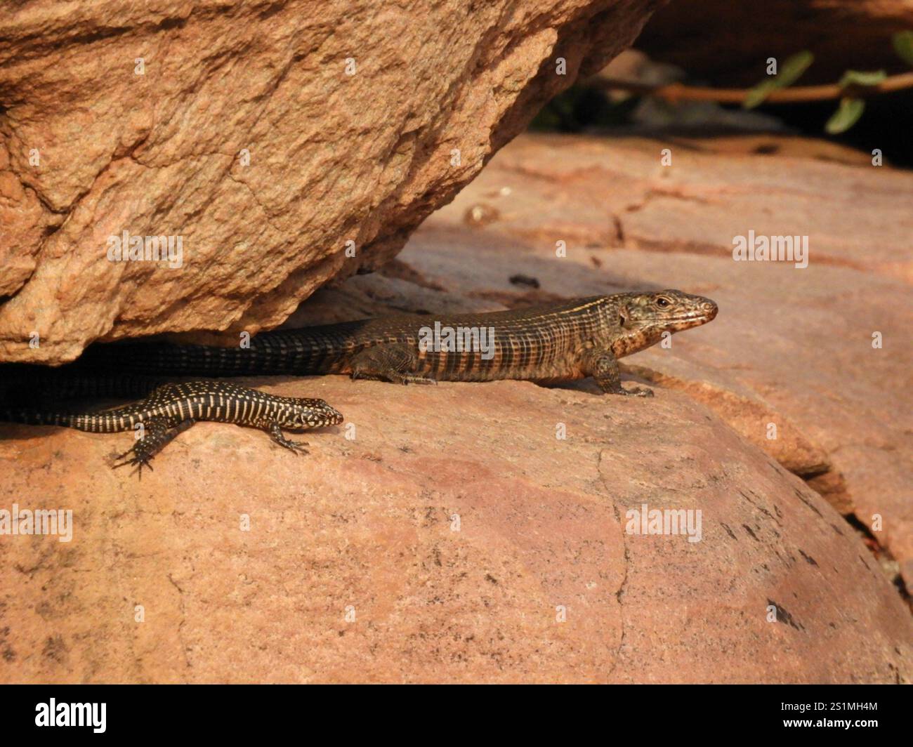Common Giant Plated Lizard (Matobosaurus validus Stock Photo - Alamy