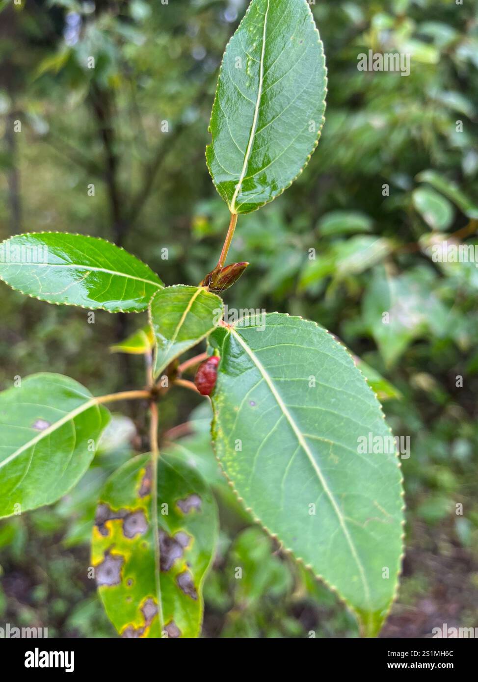 black cottonwood (Populus trichocarpa Stock Photo - Alamy