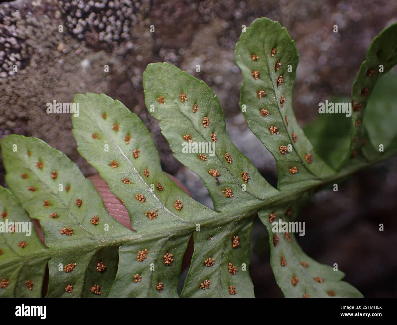 western polypody (Polypodium hesperium Stock Photo - Alamy