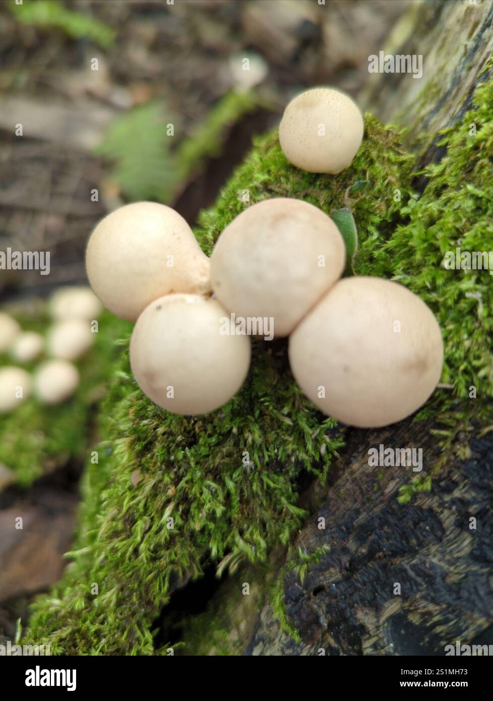Pear-shaped Puffball (Apioperdon pyriforme Stock Photo - Alamy