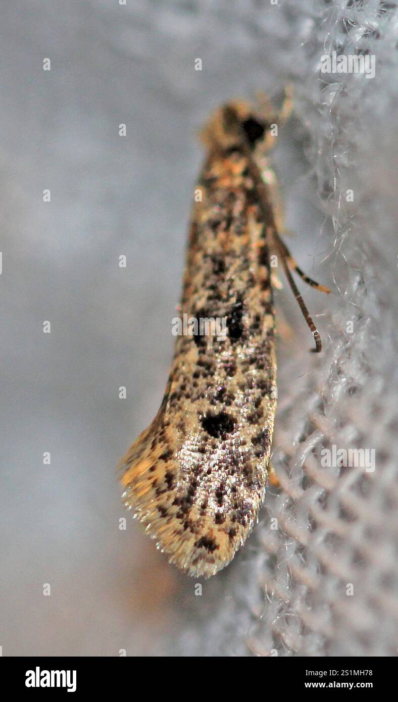 Fungus Moths, Clothes Moths, & Allies (Tineidae Stock Photo - Alamy