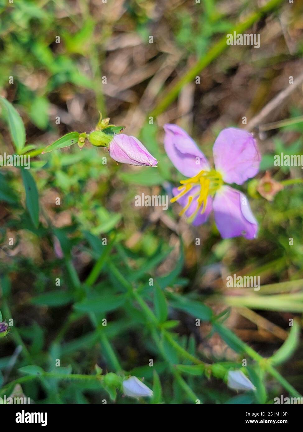 Maryland meadowbeauty (Rhexia mariana Stock Photo - Alamy