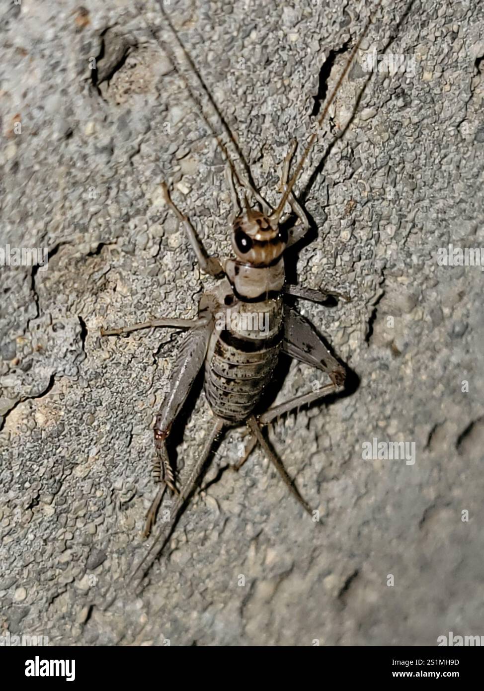Tropical House Cricket (Gryllodes sigillatus Stock Photo - Alamy