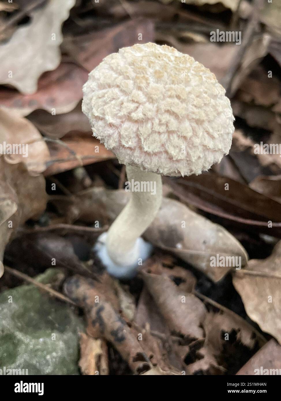 Pineapple Bolete (Boletellus ananas Stock Photo - Alamy