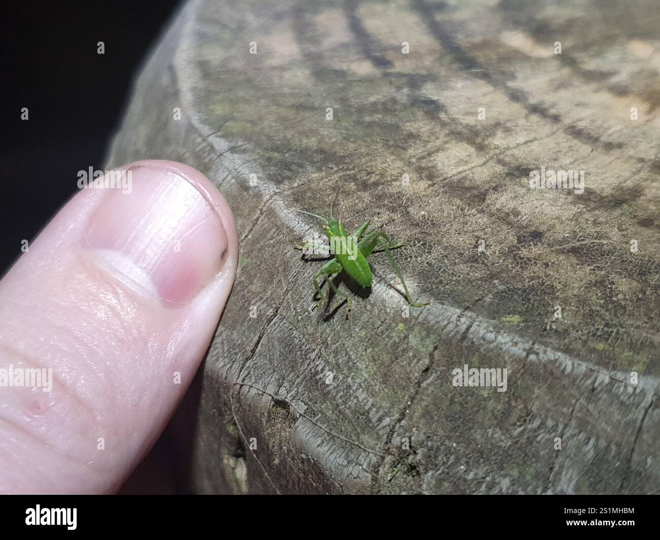 Australian Common Garden Katydid (Caedicia simplex Stock Photo - Alamy
