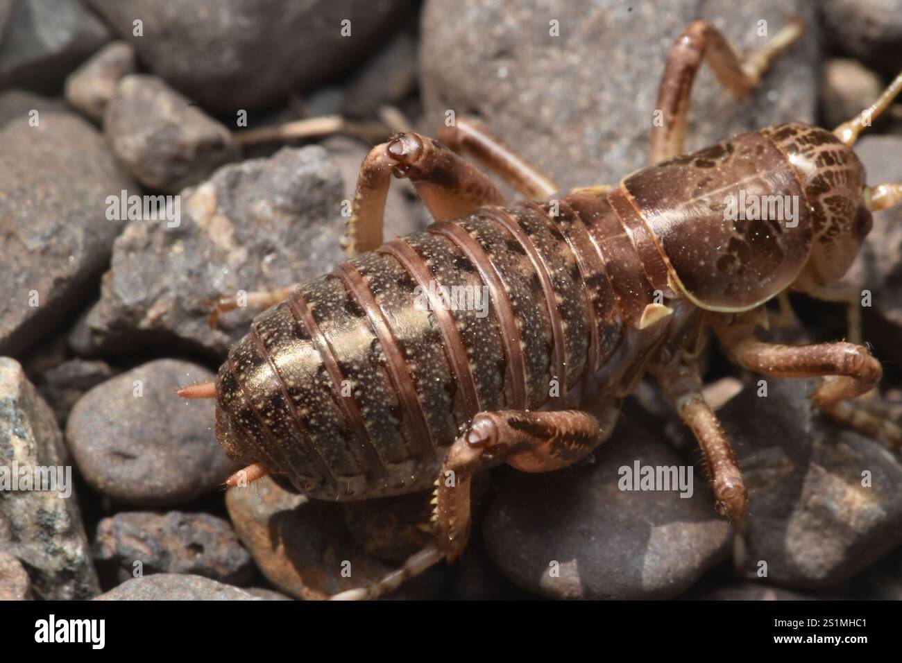 Great Grig (Cyphoderris monstrosa Stock Photo - Alamy