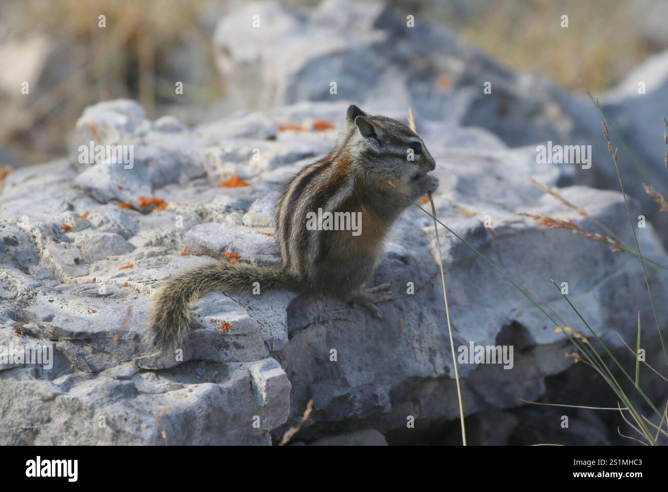 Least Chipmunk (Neotamias minimus Stock Photo - Alamy