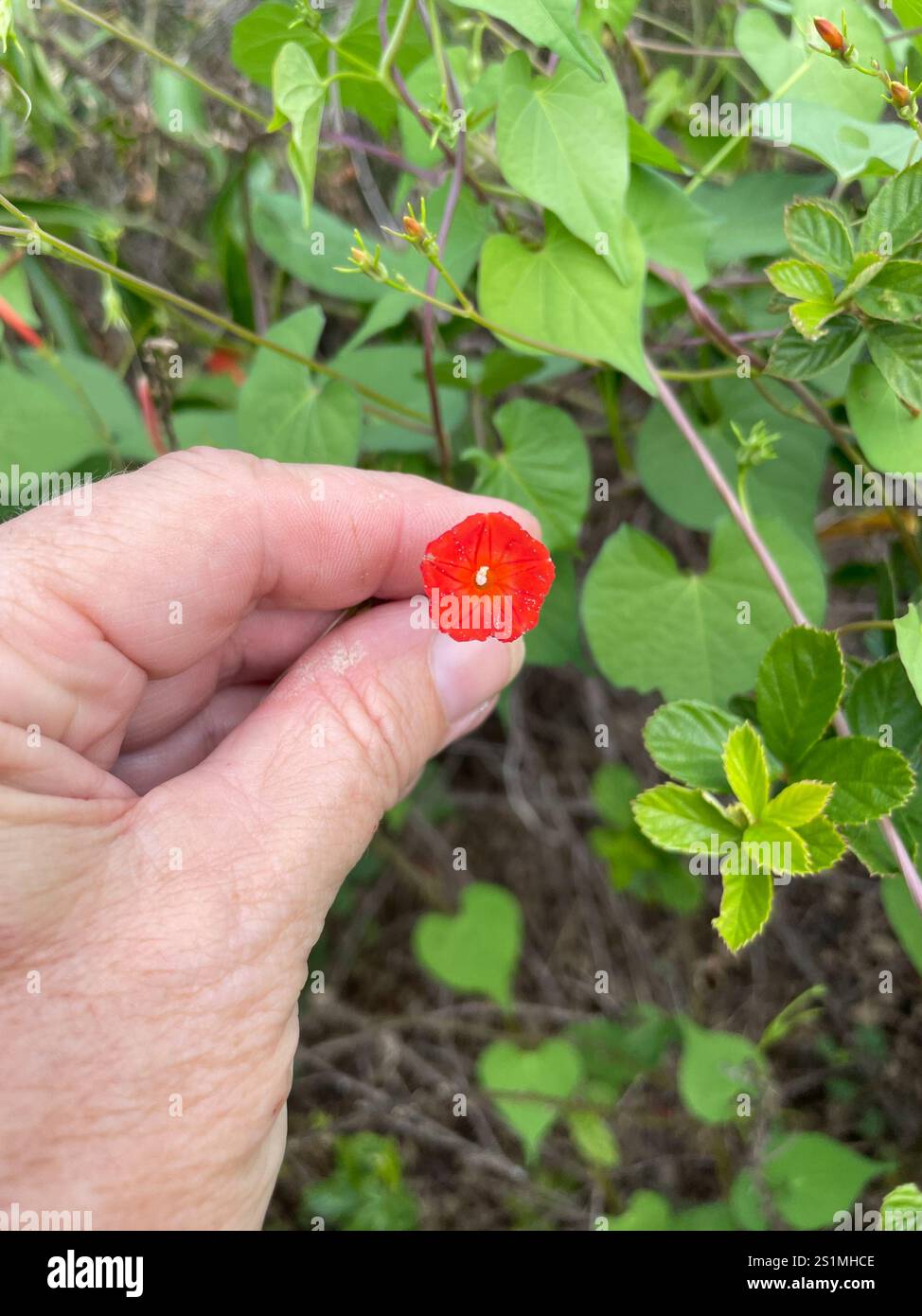 red morning glory (Ipomoea coccinea Stock Photo - Alamy