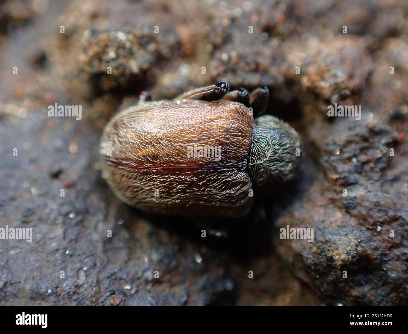 Western Grape Rootworm (Bromius obscurus Stock Photo - Alamy