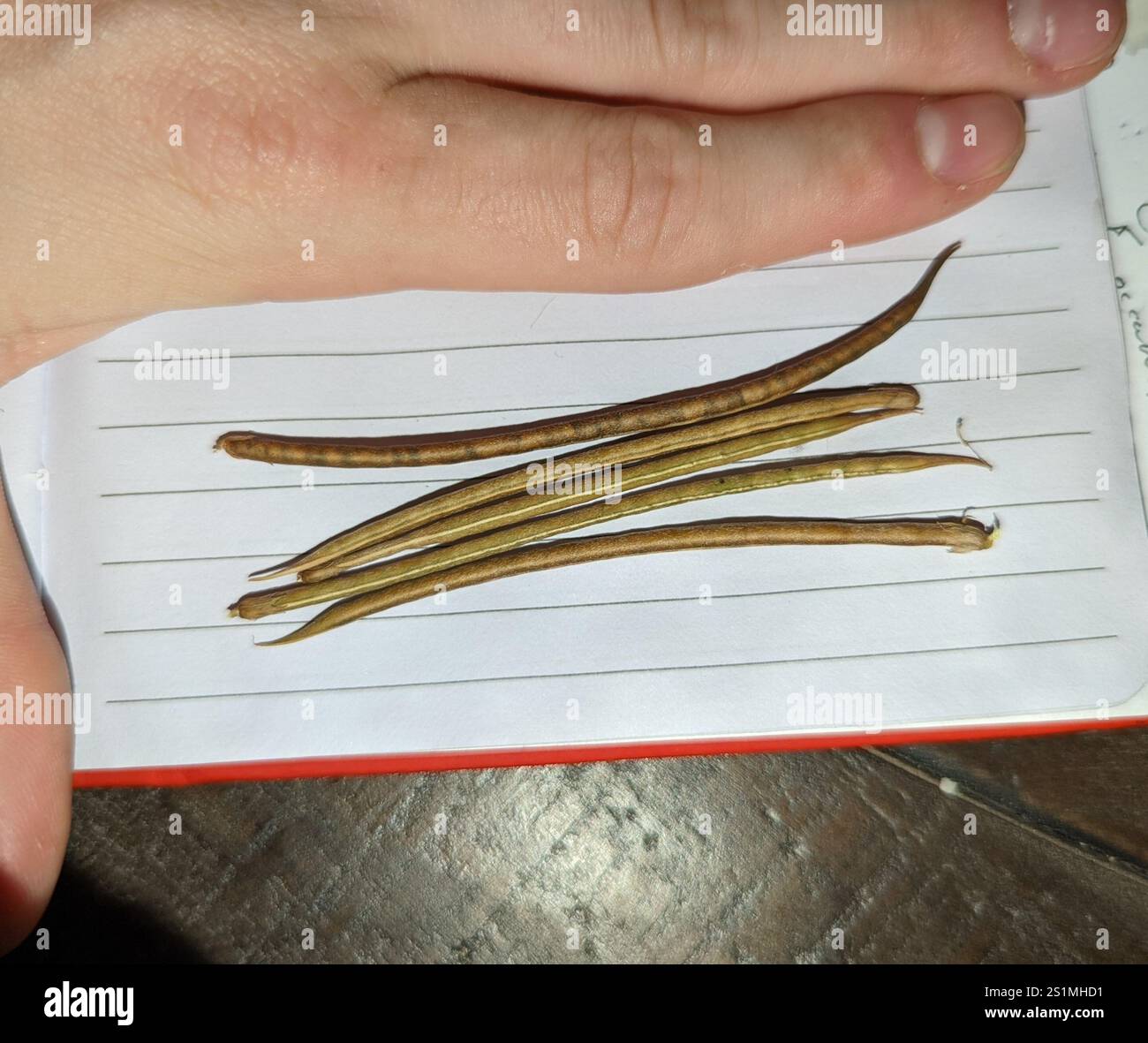 Phasey Bean (Macroptilium lathyroides Stock Photo - Alamy