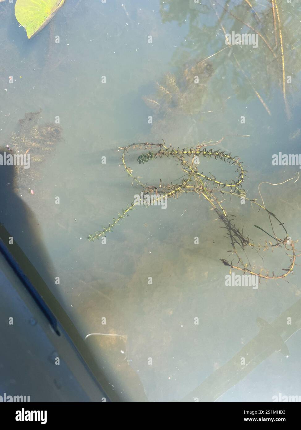Canadian Waterweed (Elodea canadensis Stock Photo - Alamy