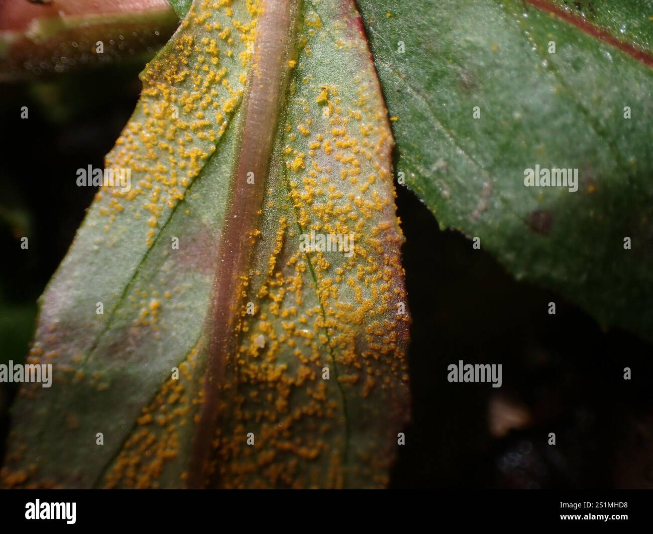 rust fungi (Pucciniales Stock Photo - Alamy