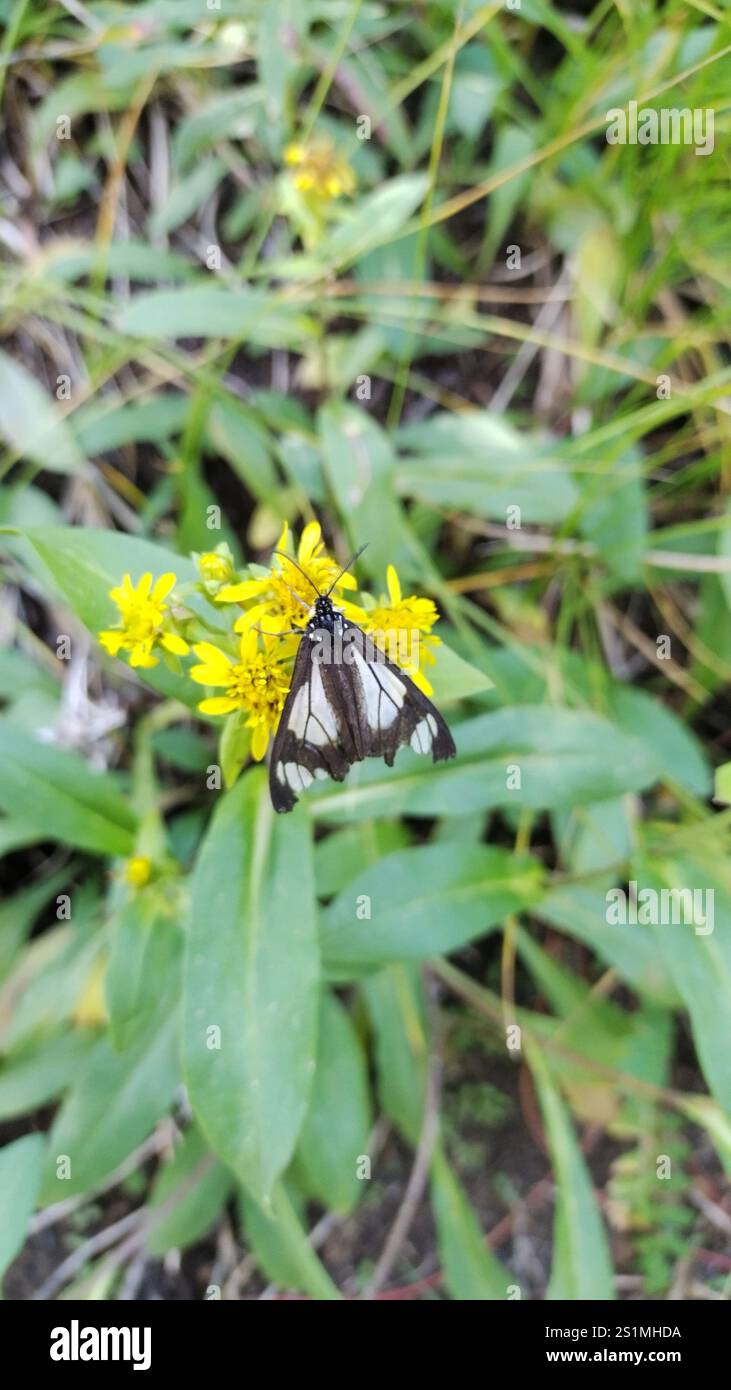 Police Car Moth (Gnophaela vermiculata Stock Photo - Alamy