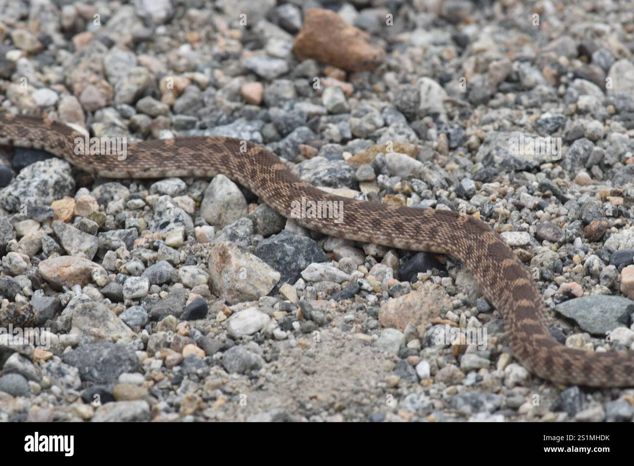 Great Basin Gopher Snake (Pituophis catenifer deserticola Stock Photo ...