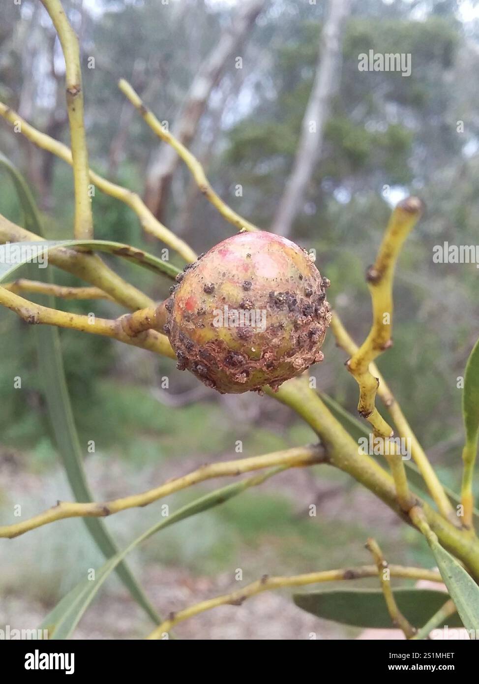 Golden Wattle Gall Wasp (Trichilogaster signiventris Stock Photo - Alamy