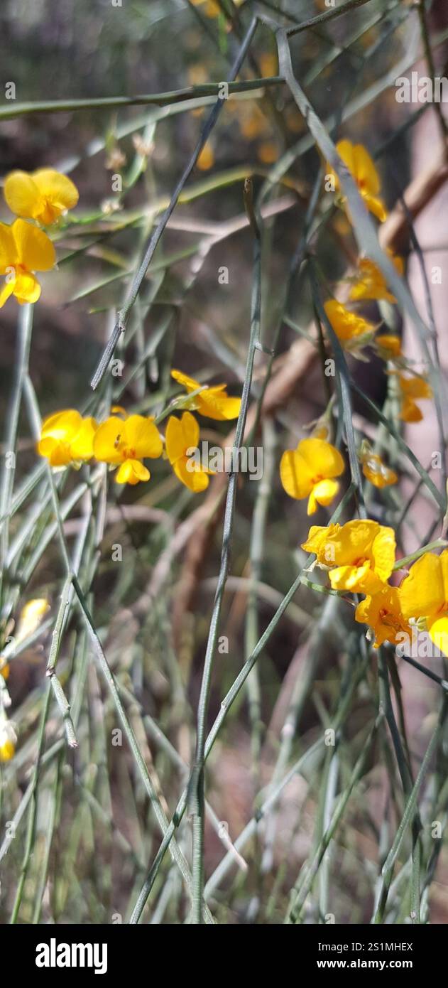 winged broom-pea (Jacksonia scoparia Stock Photo - Alamy