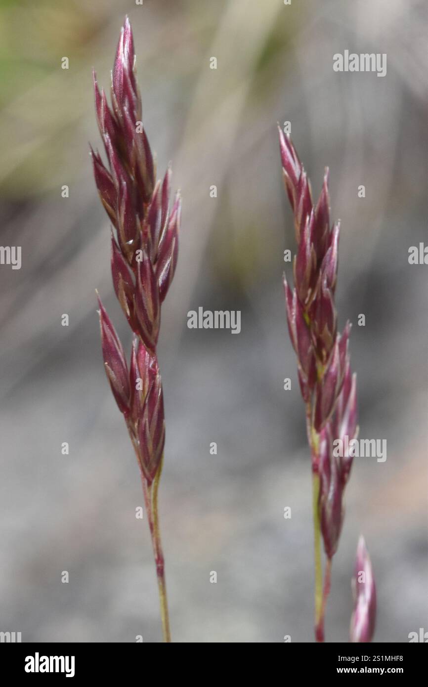 Altai fescue (Festuca altaica Stock Photo - Alamy