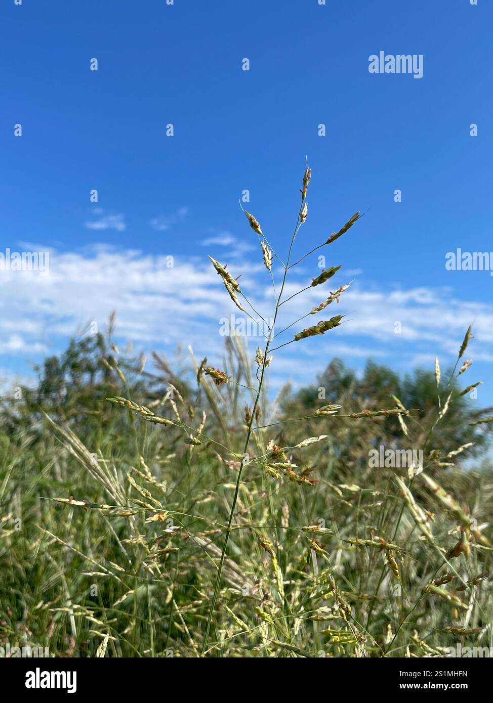 Johnson grass (Sorghum halepense Stock Photo - Alamy
