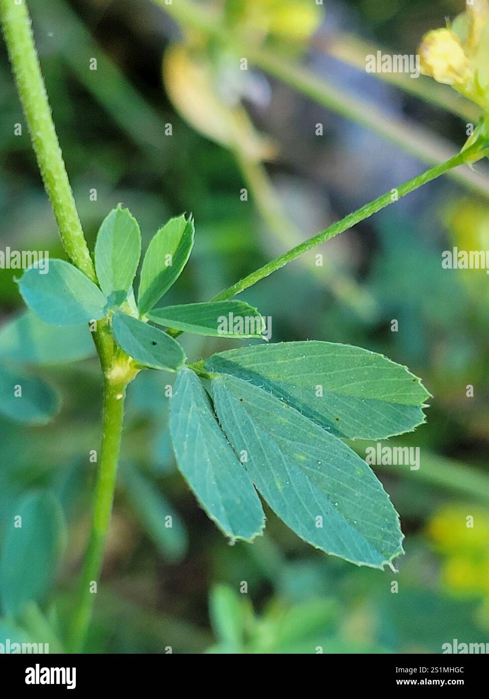 sickle alfalfa (Medicago falcata Stock Photo - Alamy