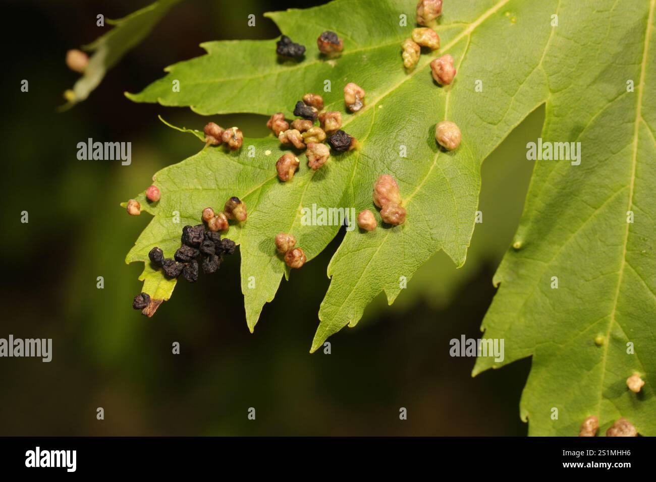 Maple Bladdergall Mite (Vasates quadripedes Stock Photo - Alamy