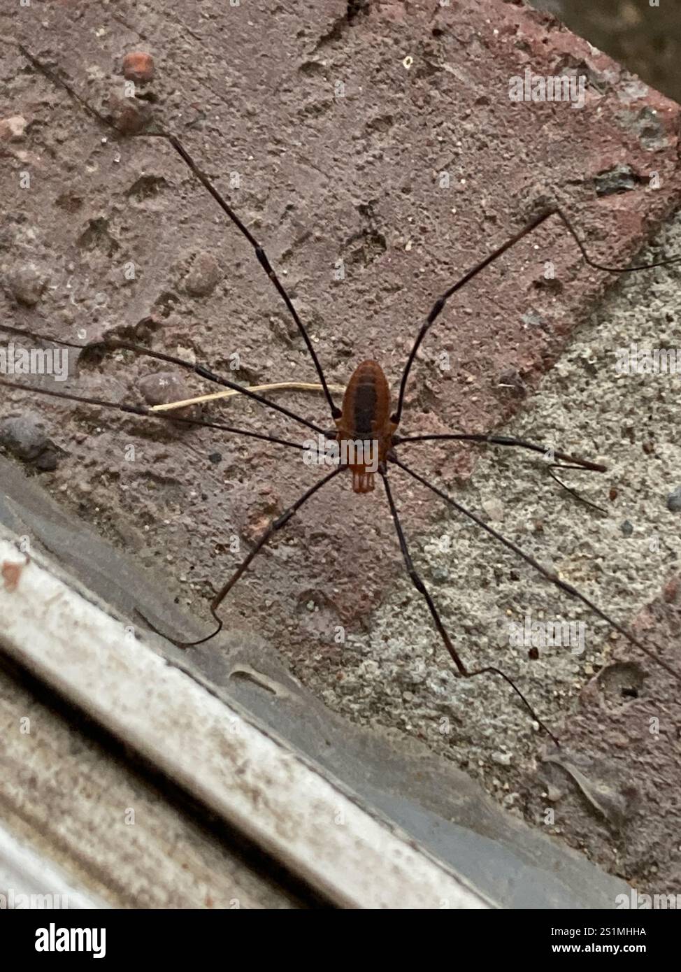 Eastern Harvestman (Leiobunum vittatum Stock Photo - Alamy