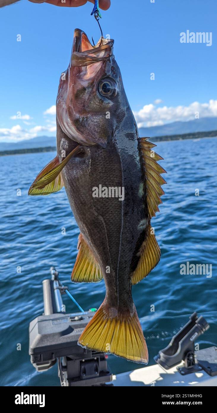 Yellowtail Rockfish (Sebastes flavidus Stock Photo - Alamy