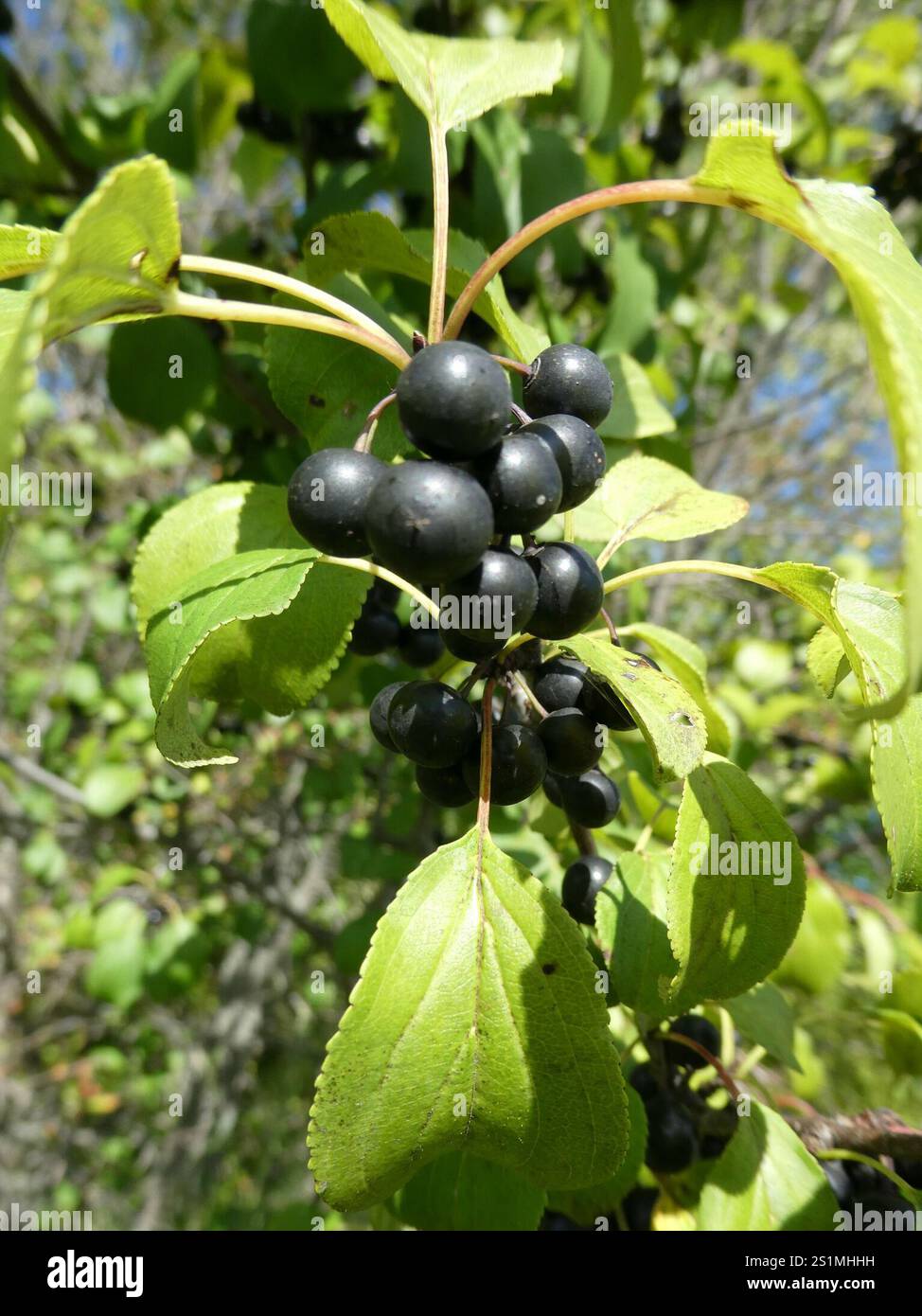 common buckthorn (Rhamnus cathartica Stock Photo - Alamy