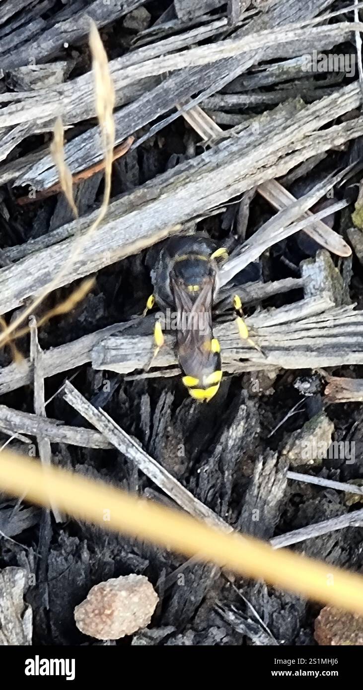 Square-headed Wasps, Sand Wasps, and Allies (Crabronidae Stock Photo ...