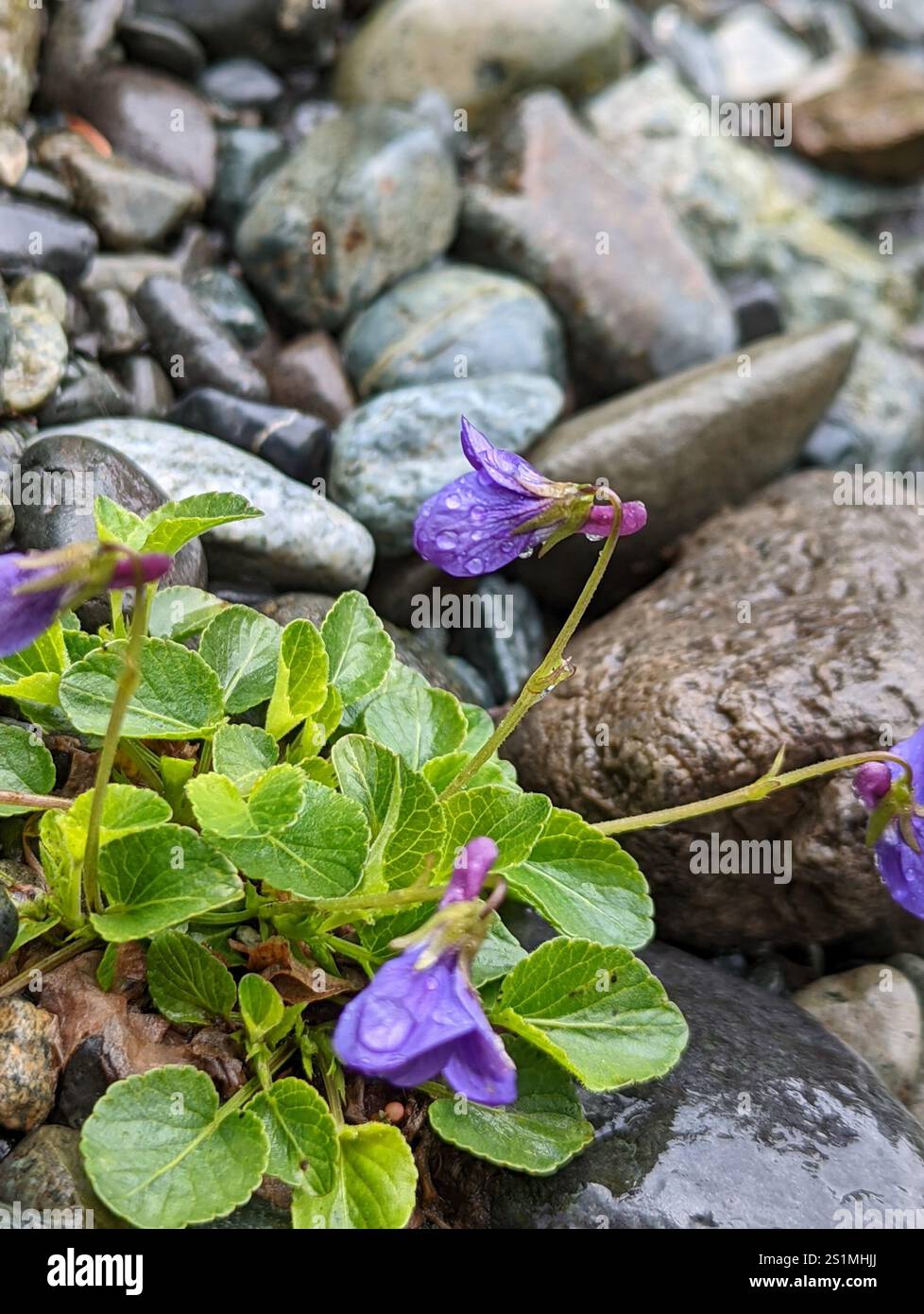 hookedspur violet (Viola adunca Stock Photo - Alamy