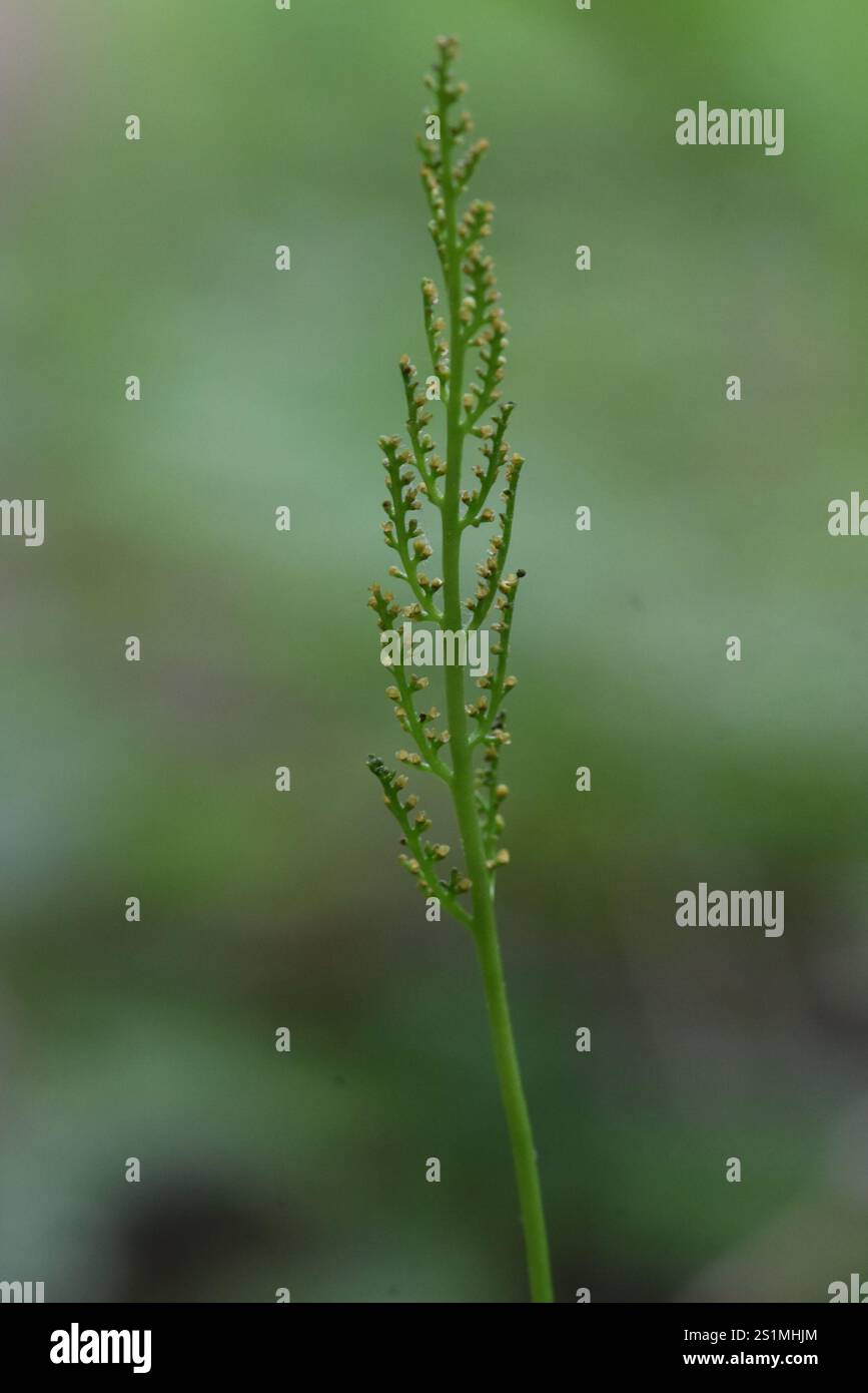 rattlesnake fern (Botrypus virginianus Stock Photo - Alamy