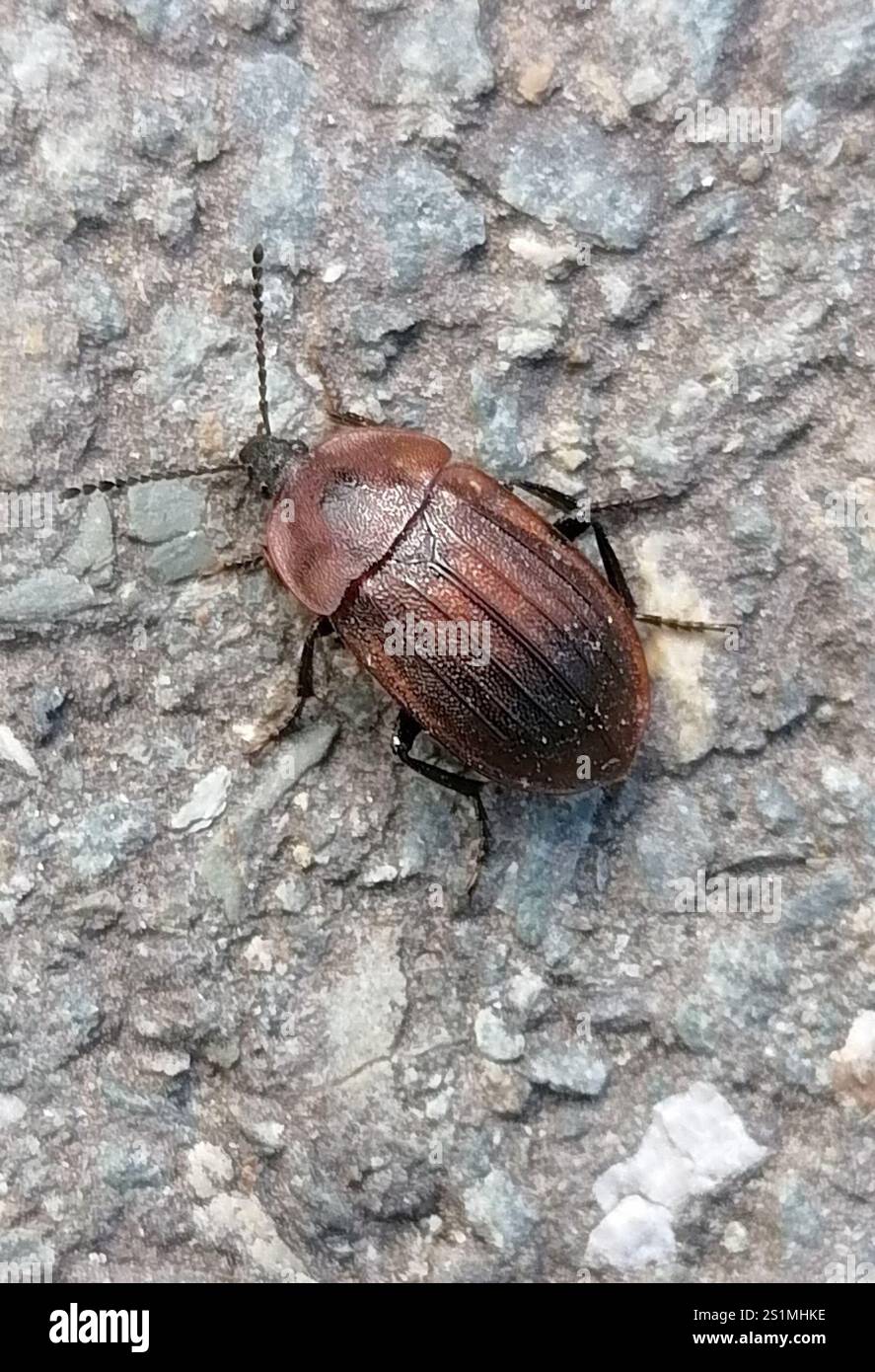Black snail beetle (Phosphuga atrata Stock Photo - Alamy