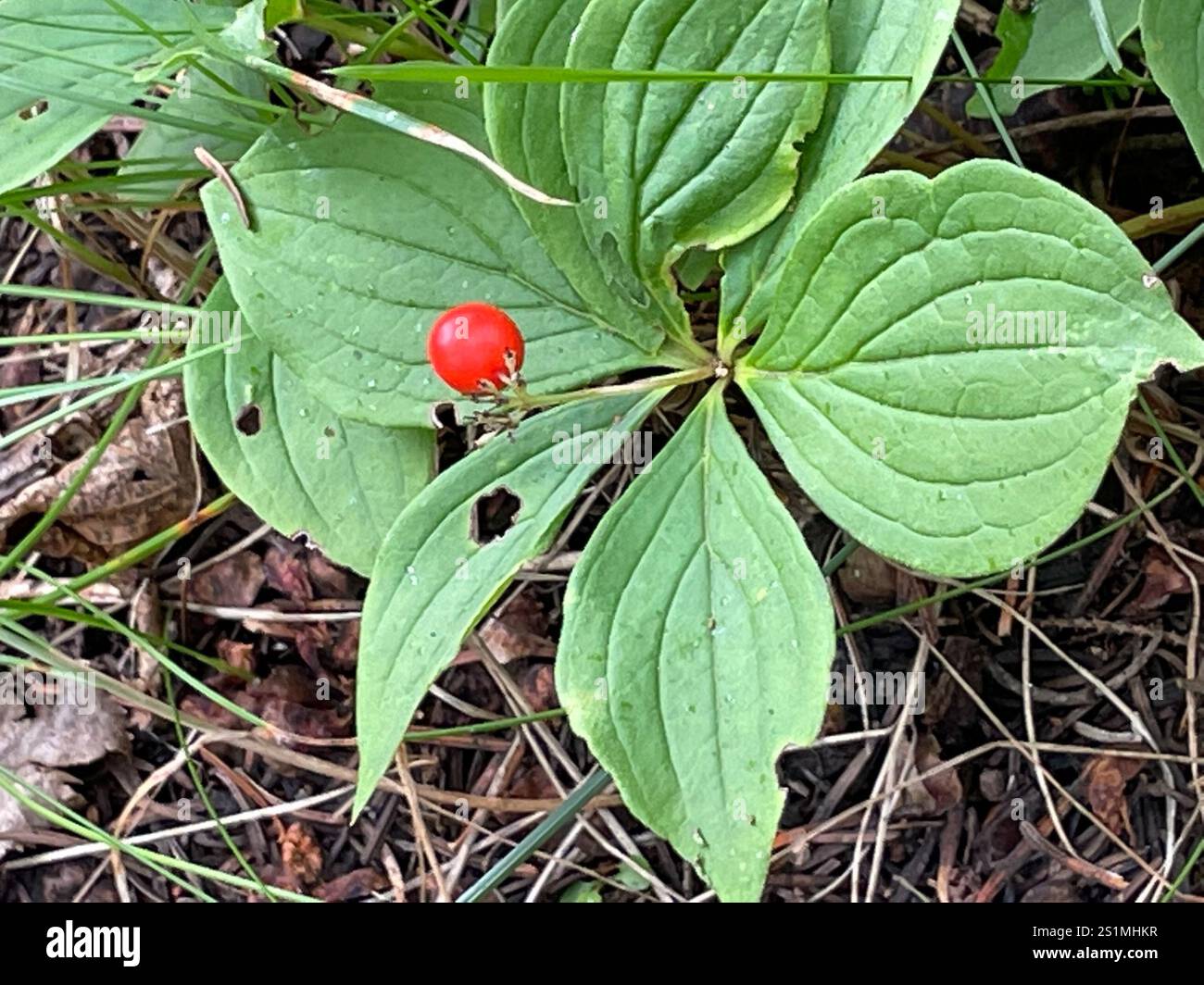 Canadian bunchberry (Cornus canadensis Stock Photo - Alamy