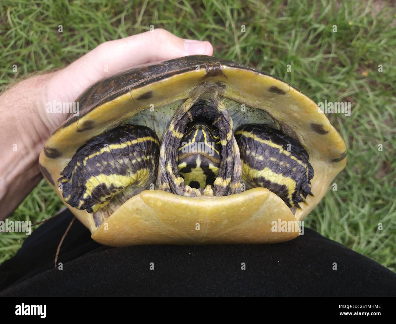 Peninsular Cooter (Pseudemys peninsularis Stock Photo - Alamy