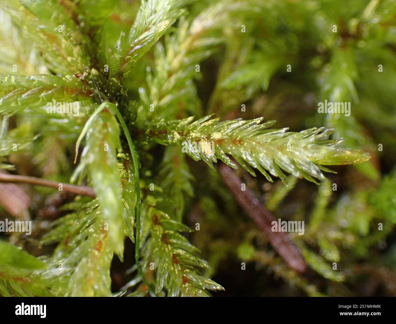 Tree Climacium Moss (Climacium dendroides Stock Photo - Alamy