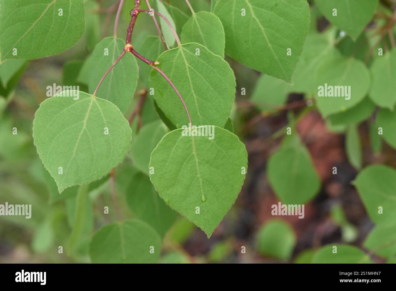 quaking aspen (Populus tremuloides Stock Photo - Alamy