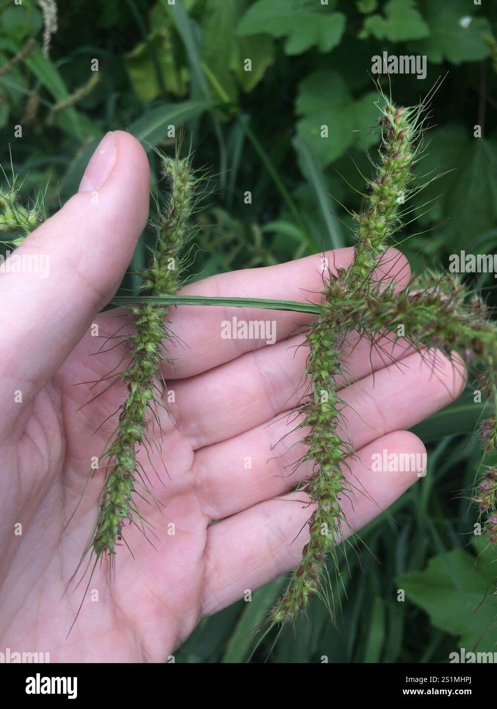 spiny barnyard grass (Echinochloa muricata muricata Stock Photo - Alamy