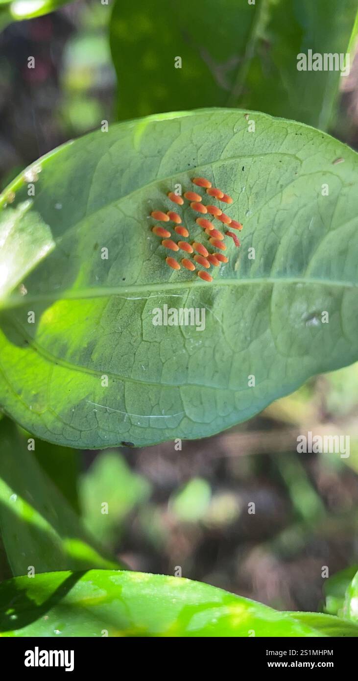 Winged and Once-winged Insects (Pterygota Stock Photo - Alamy