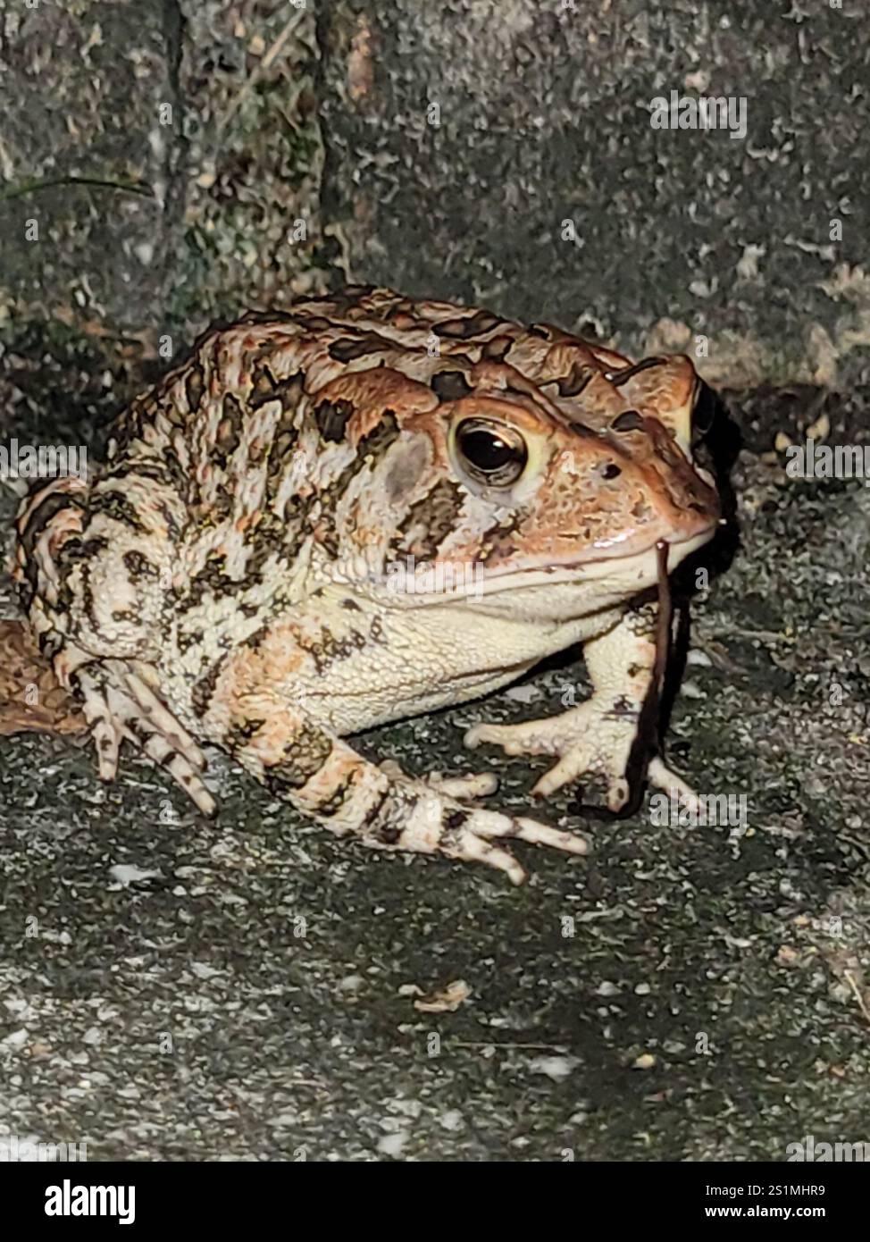 Southern Toad (Anaxyrus terrestris Stock Photo - Alamy