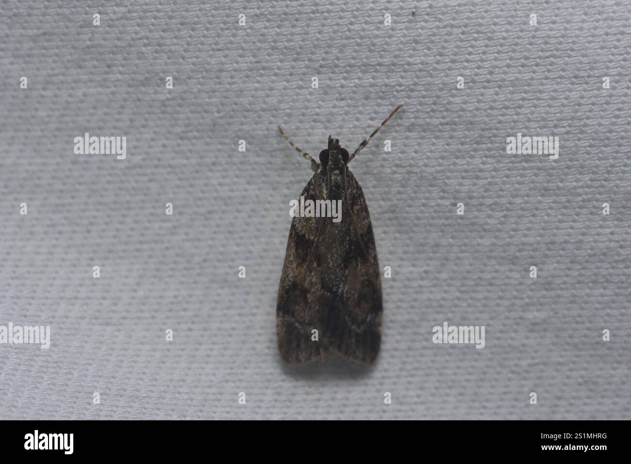 Double-striped Scoparia Moth (Scoparia biplagialis Stock Photo - Alamy
