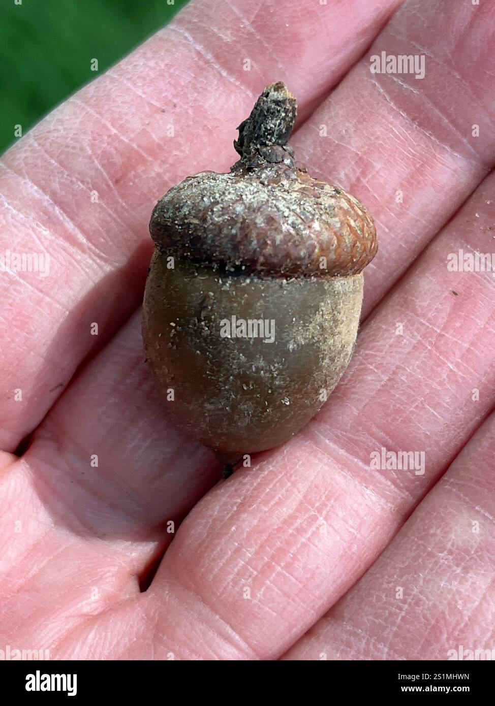 northern red oak (Quercus rubra Stock Photo - Alamy