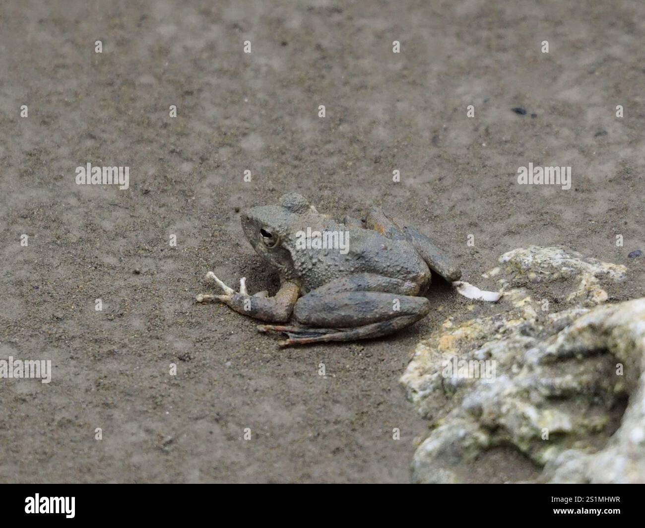 Ota's stream tree frog (Buergeria otai Stock Photo - Alamy