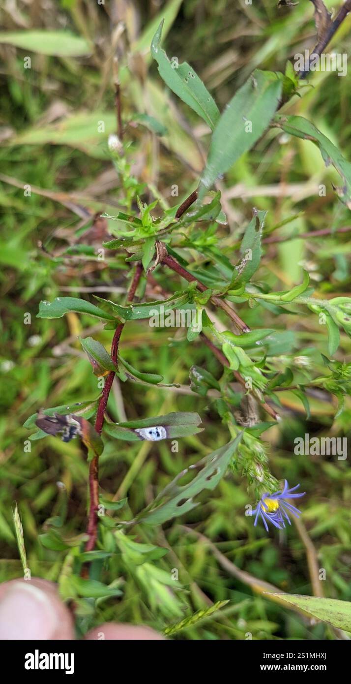 swamp aster (Symphyotrichum puniceum Stock Photo - Alamy