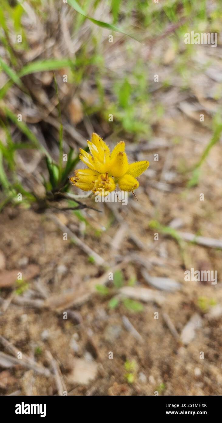 Conostylis hi-res stock photography and images - Alamy