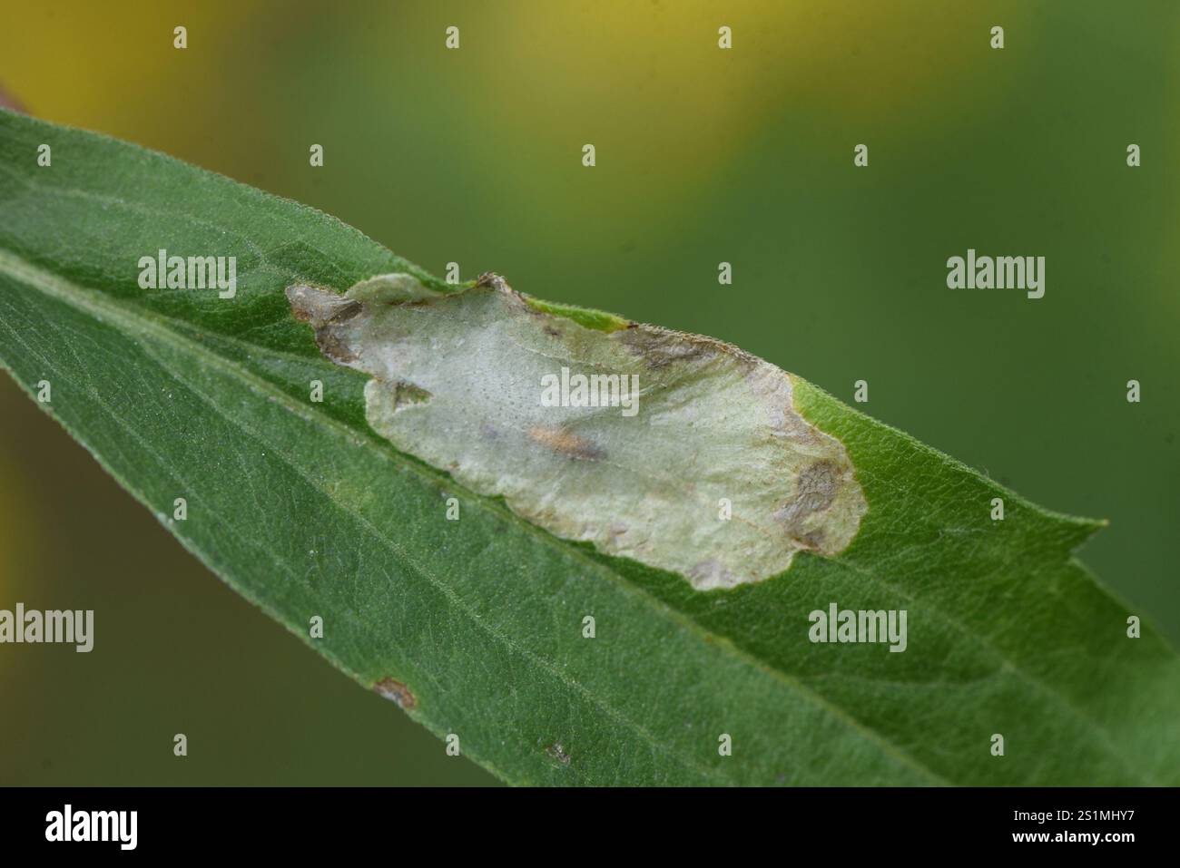 Winged and Once-winged Insects (Pterygota Stock Photo - Alamy