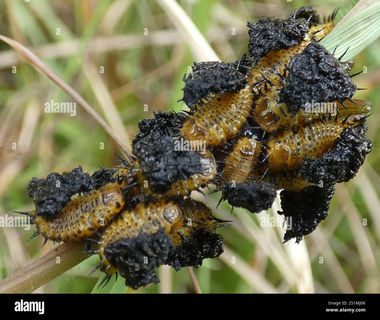 Argus Tortoise Beetle (Chelymorpha cassidea Stock Photo - Alamy