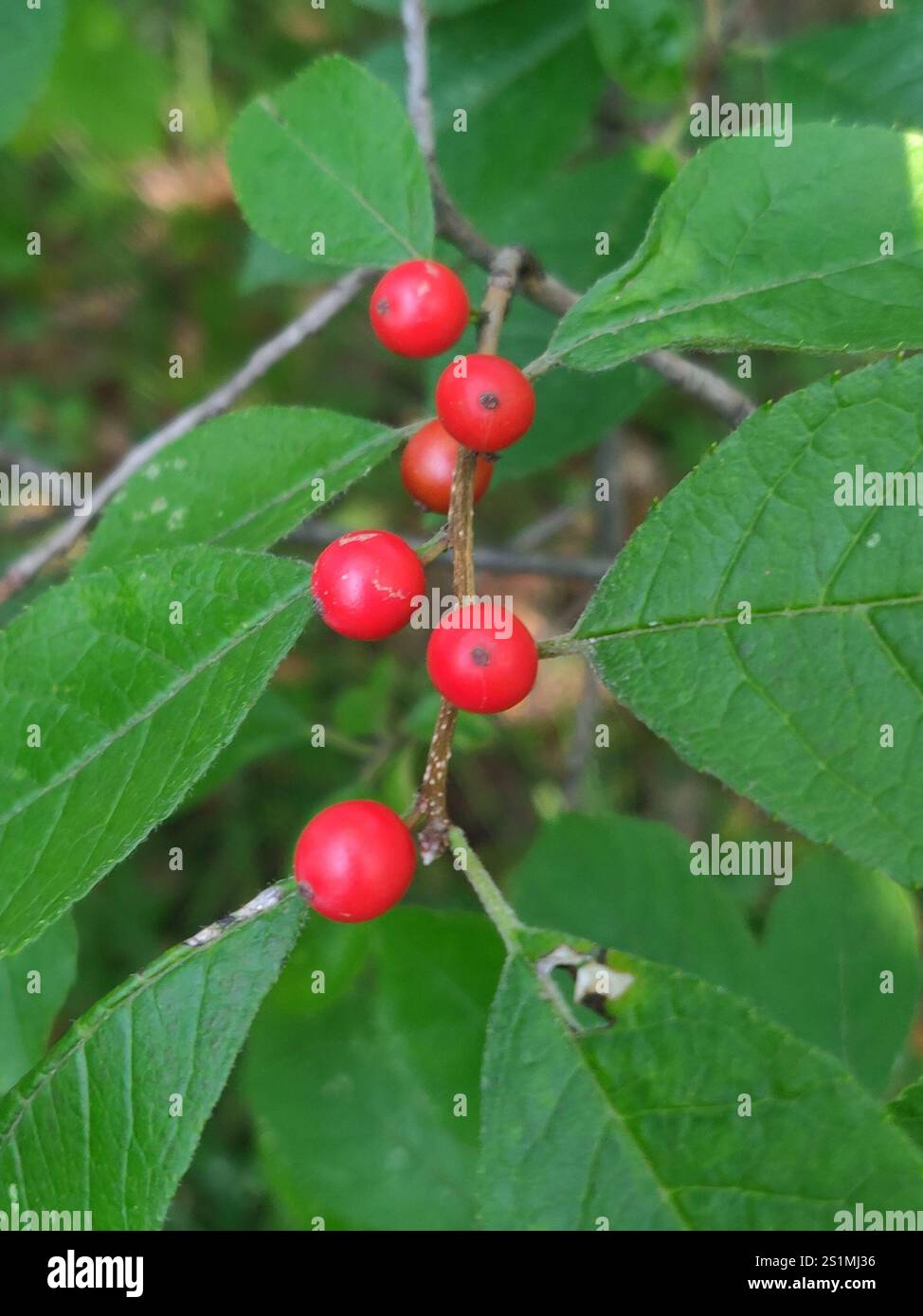winterberry holly (Ilex verticillata Stock Photo - Alamy