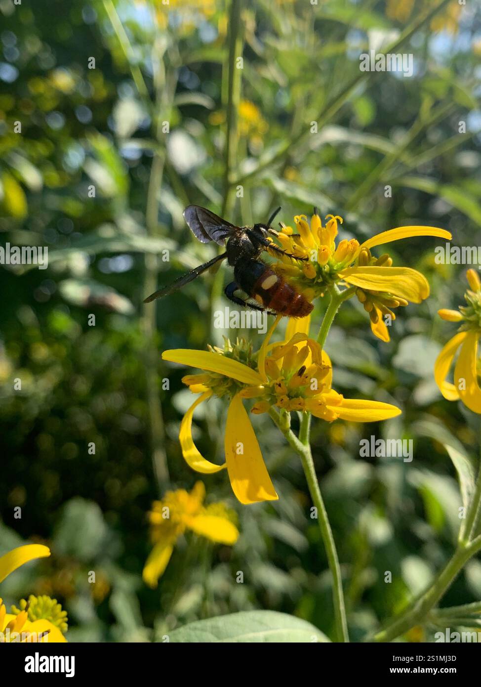 Blue-winged Scoliid Wasp (Scolia dubia Stock Photo - Alamy
