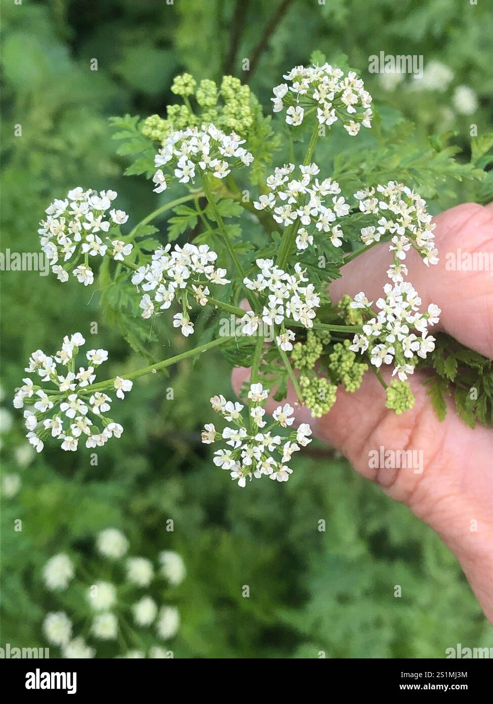 poison hemlock (Conium maculatum Stock Photo - Alamy
