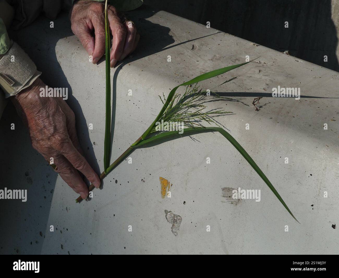 Smooth Witchgrass (Panicum dichotomiflorum Stock Photo - Alamy