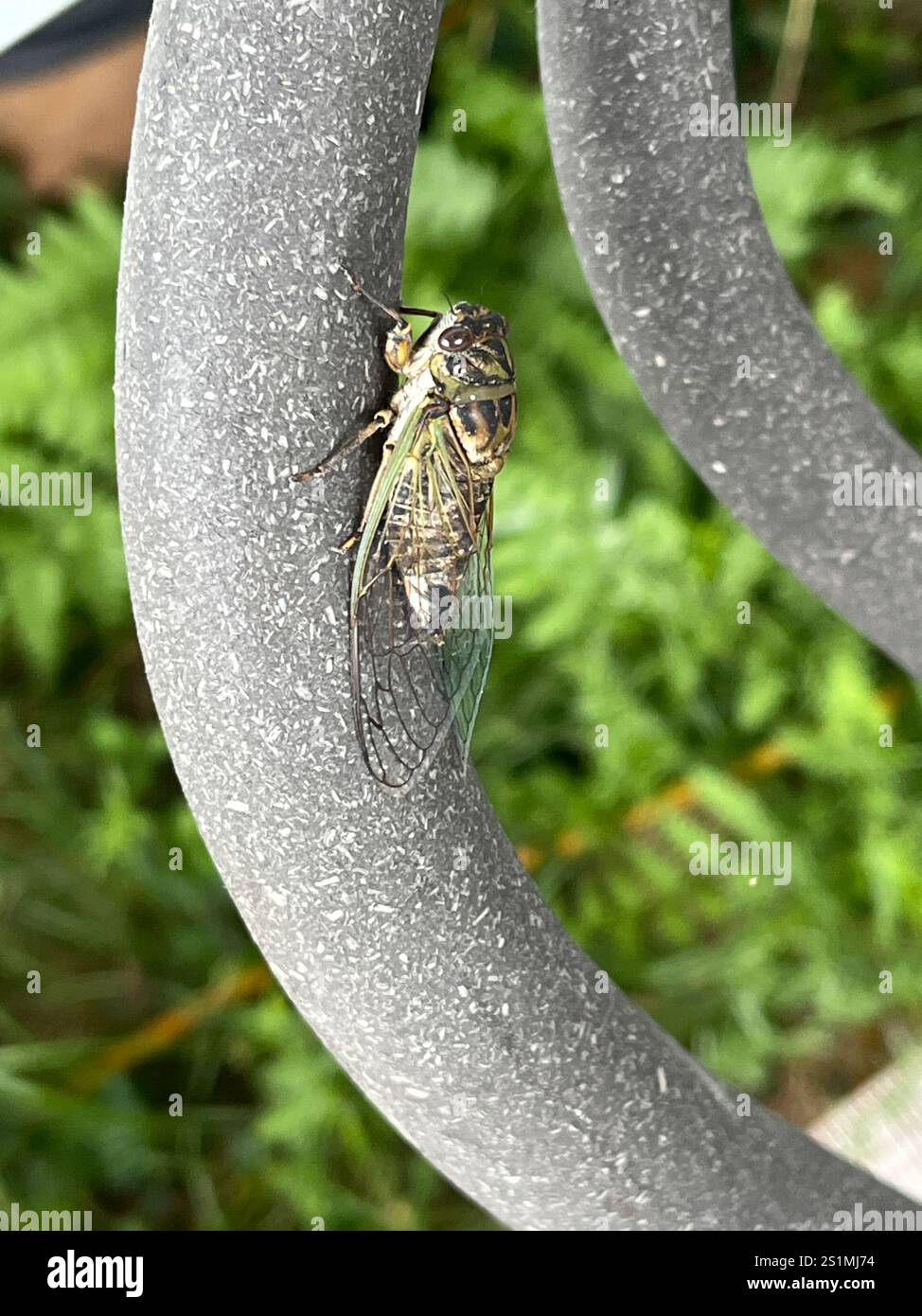 Northern Dog-day Cicada (Neotibicen canicularis Stock Photo - Alamy